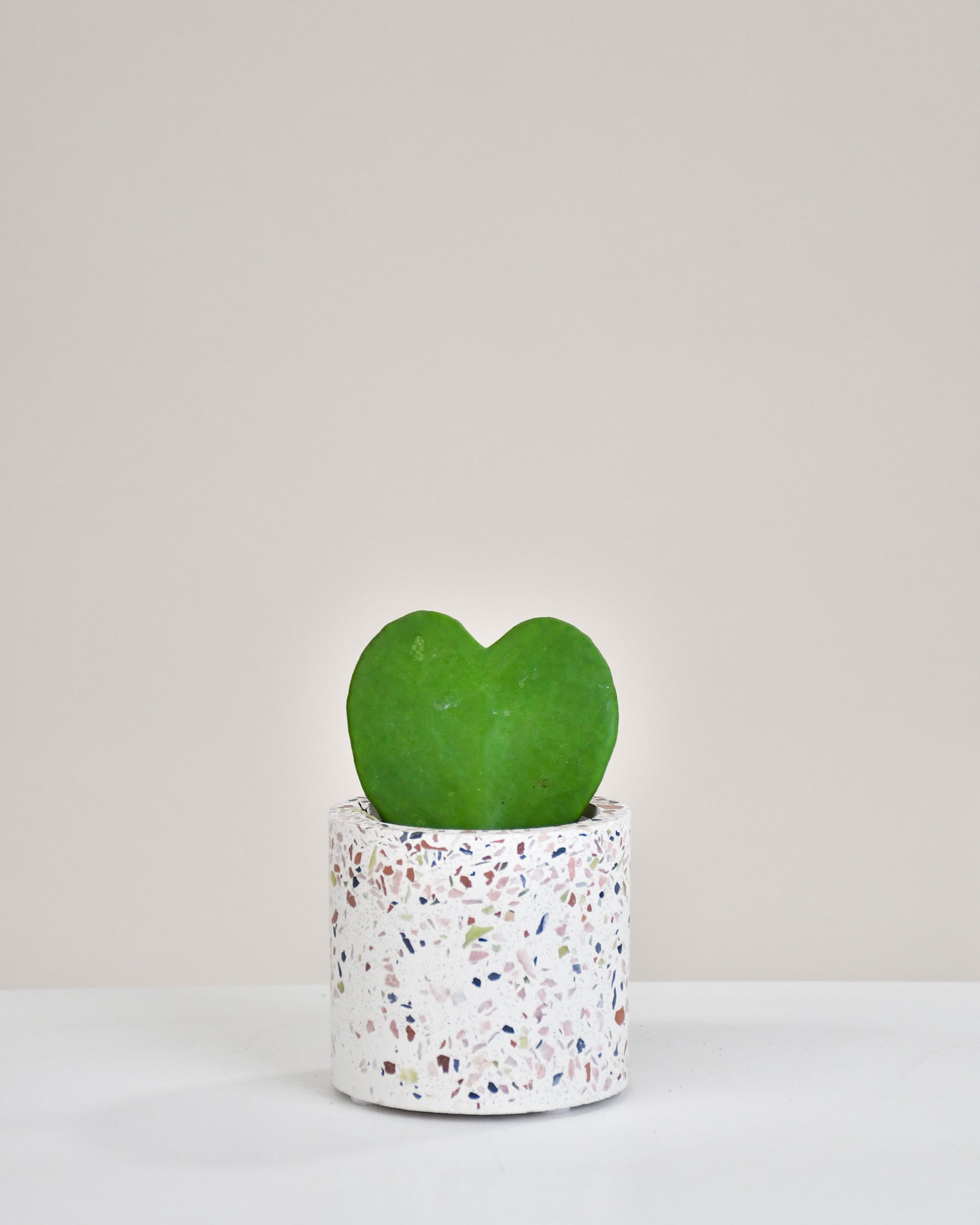 Folia Design : Le spécialiste en plantes d'intérieur à Québec