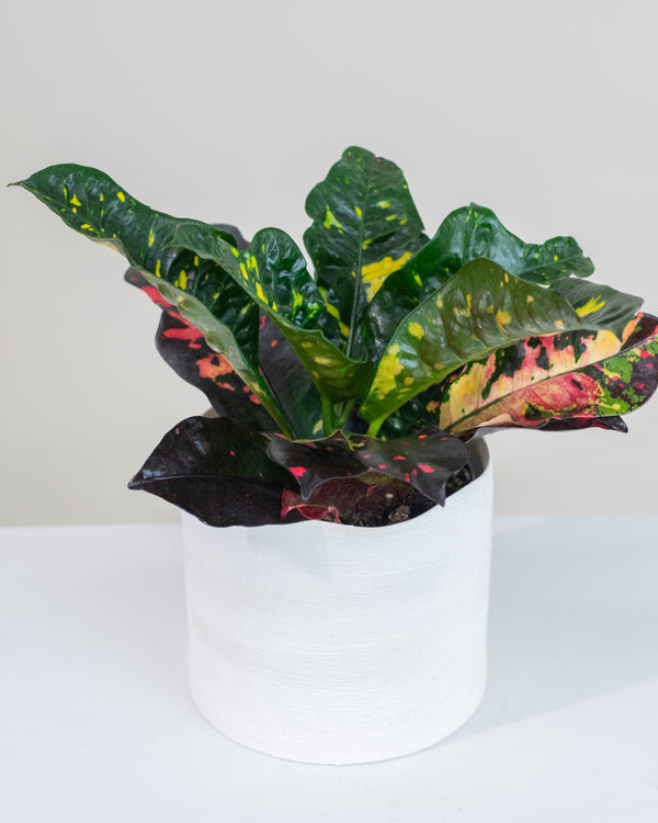 Codiaeum variegatum « Magnificent » - Folia Design