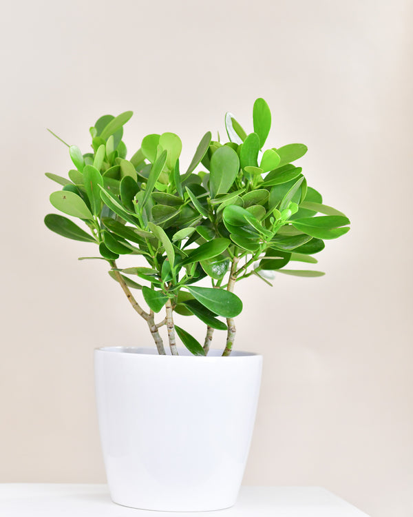 Clusia rosea « Princess » - Folia Design