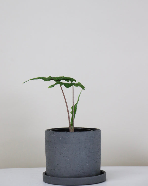 Alocasia « Jacklyn » - Folia Design