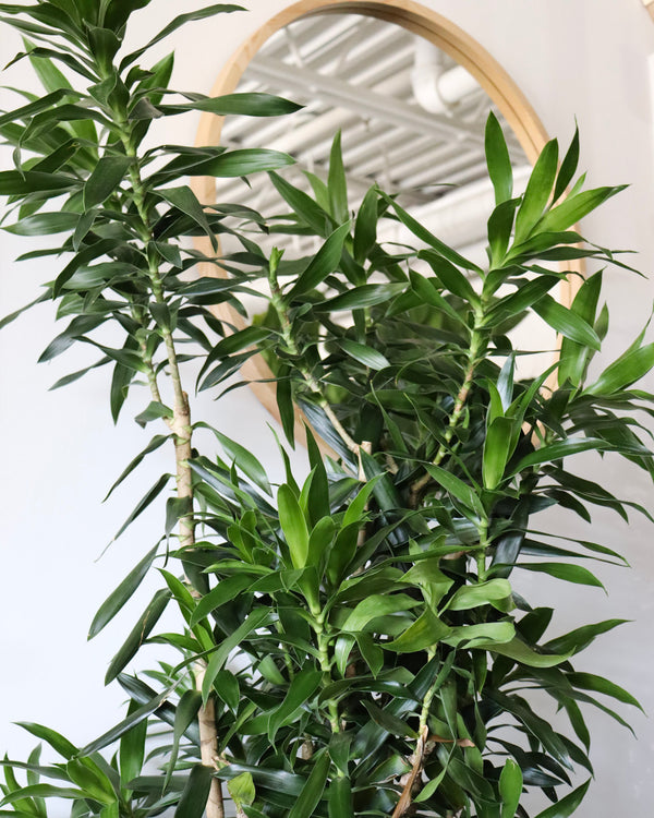 Dracaena reflexa - Folia Design