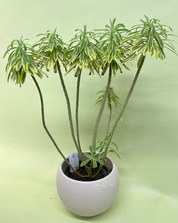 Euphorbe «martinii» - Folia Design