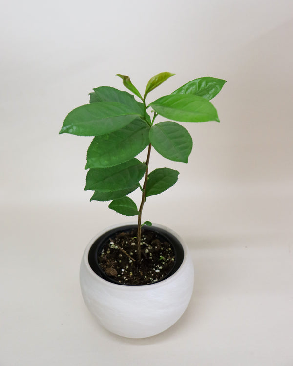 Camellia sinensis - Folia Design